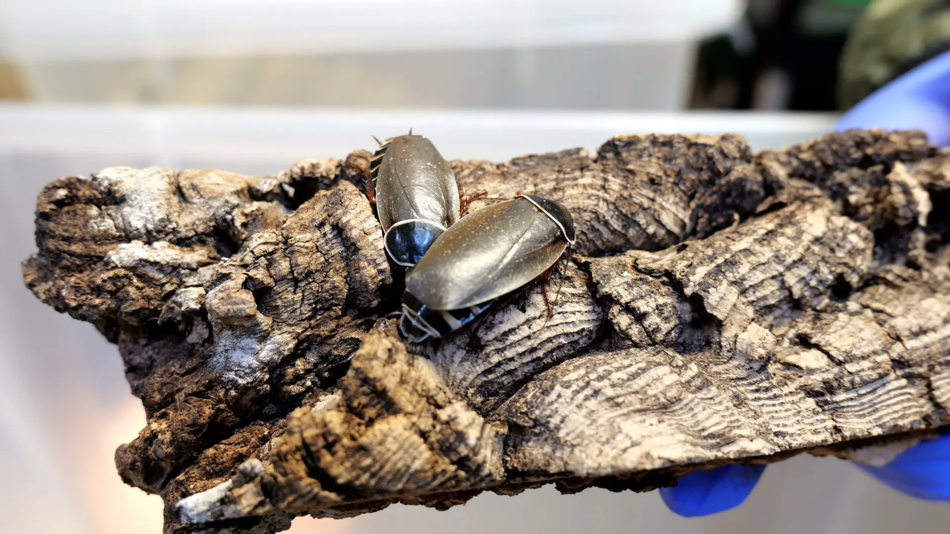 Formentlig uddød i naturen - men lever i ZOO