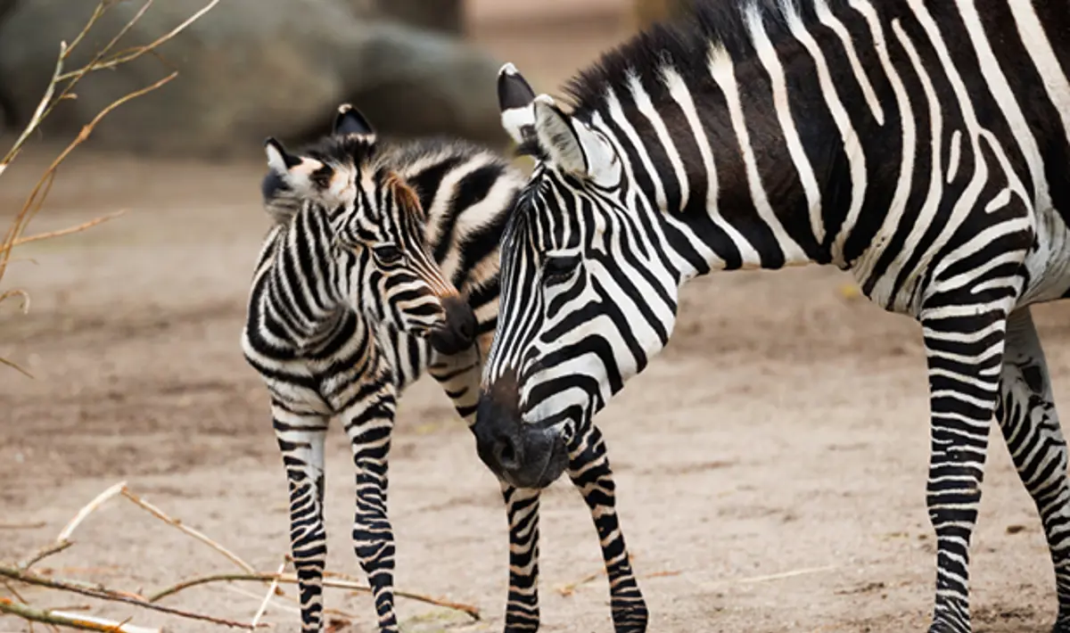 Zoologisk Have København | Køb billet online og spring køen over.