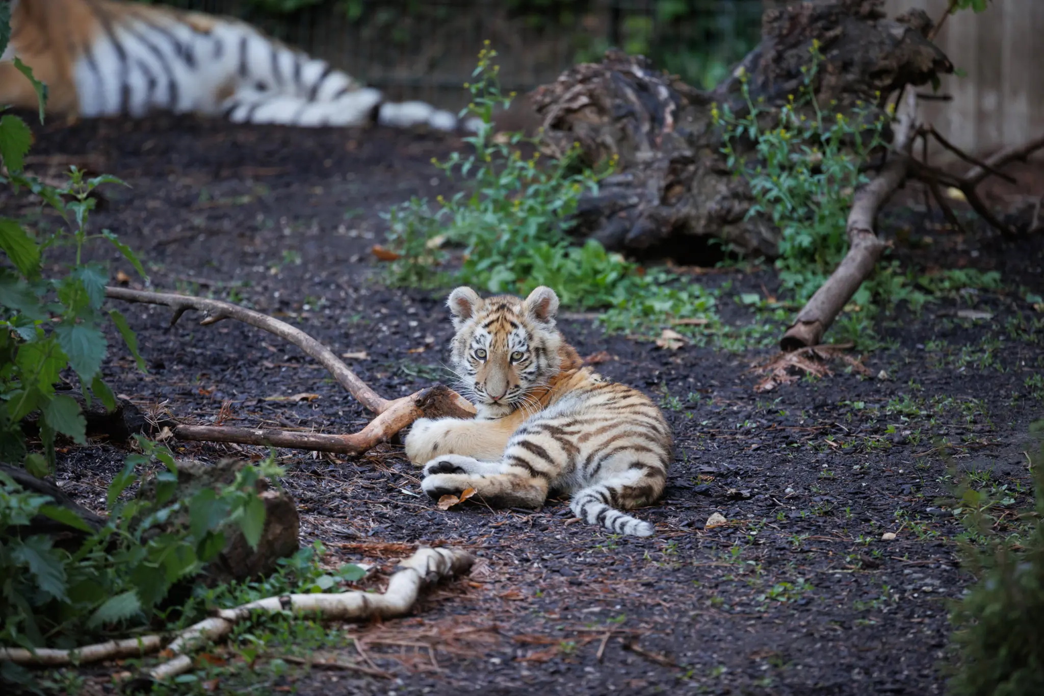 Hvordan går det med tigerungens sår?