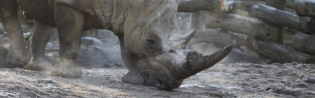 Støt ZOO og verdens dyr - Se hvordan du kan støtte