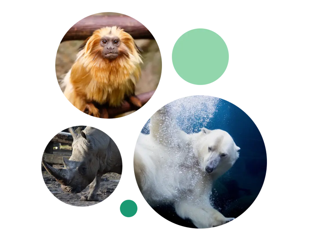 Støt ZOO og verdens dyr - Se hvordan du kan støtte