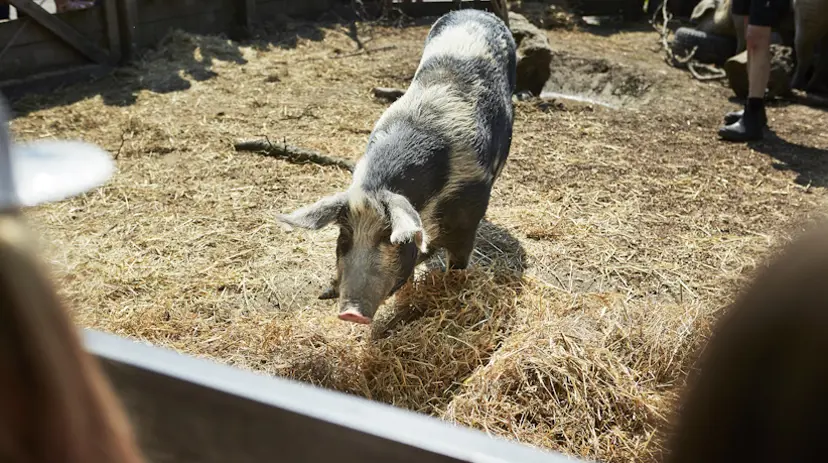 Det sker i ZOO - aktiviteter og oplevelser for hele familien