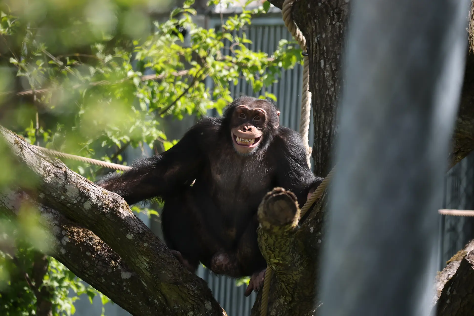 BREAKING NEWS: NU ER CHIMPANSERNE UDE