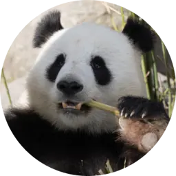 Kom helt tæt på pandaen i ZOO