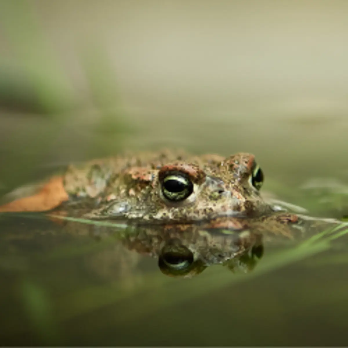 Zoologisk Have København | Køb billet online og spring køen over.