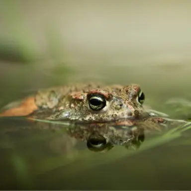 Zoologisk Have København | Køb billet online og spring køen over.