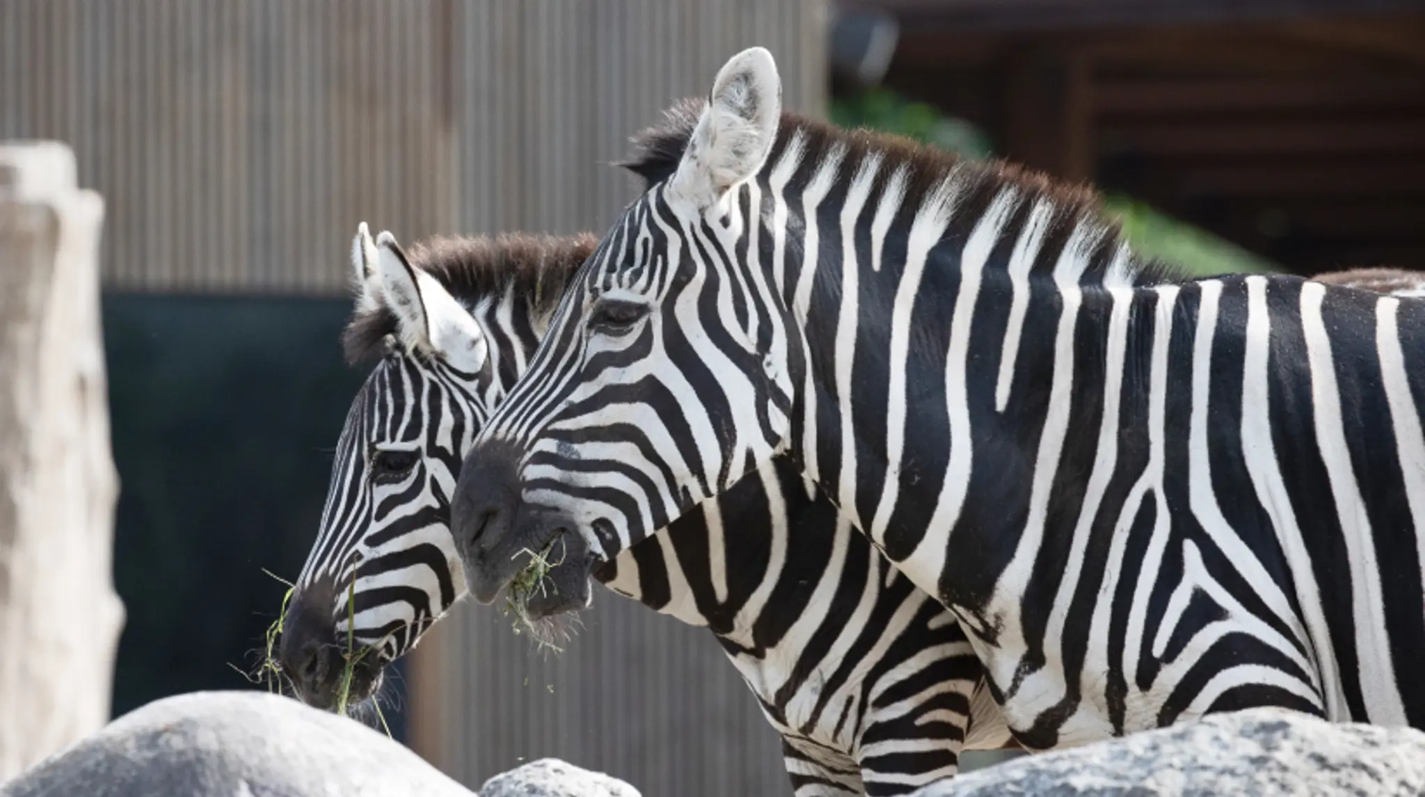 Om ZOO - Læs alt du bør vide om Zoologisk Have