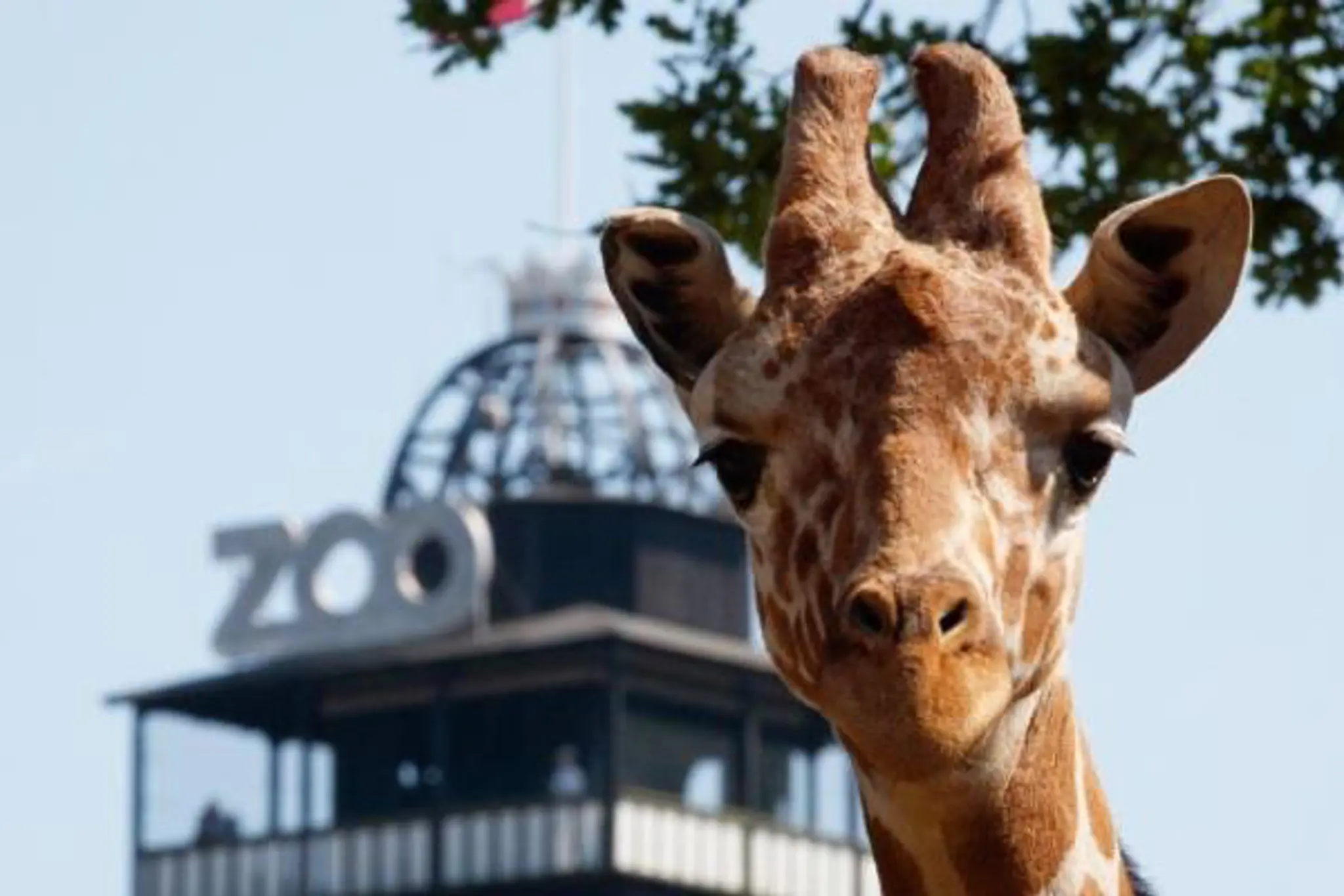 Zoologisk Have København | Køb billet online og spring køen over.